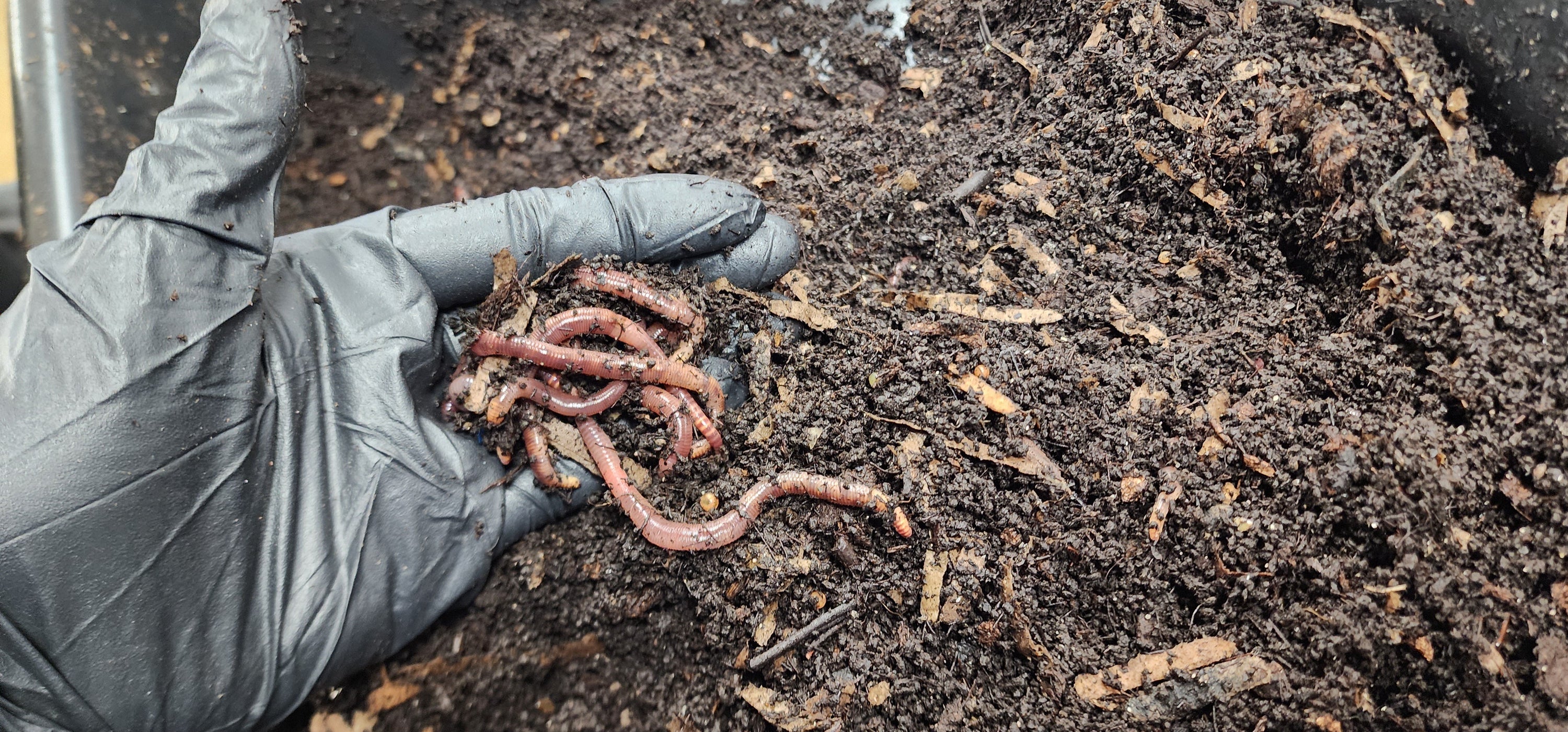 European Nightcrawlers - Bait and Composting - Lumbri Worms & Garden ...