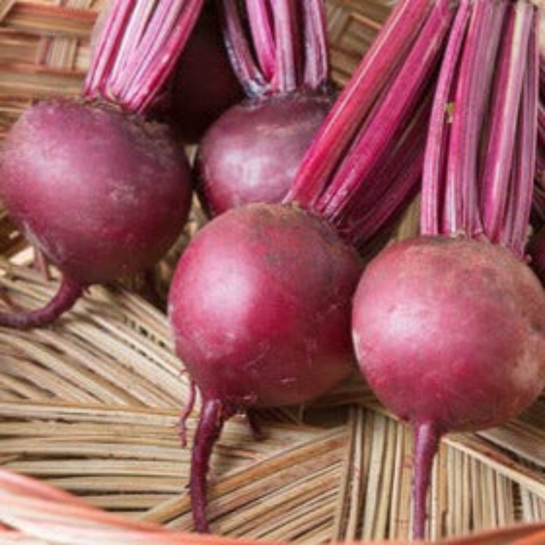 Bulls Blood Beet Root Seeds – LUMBRI WORMS & GARDEN, LLC