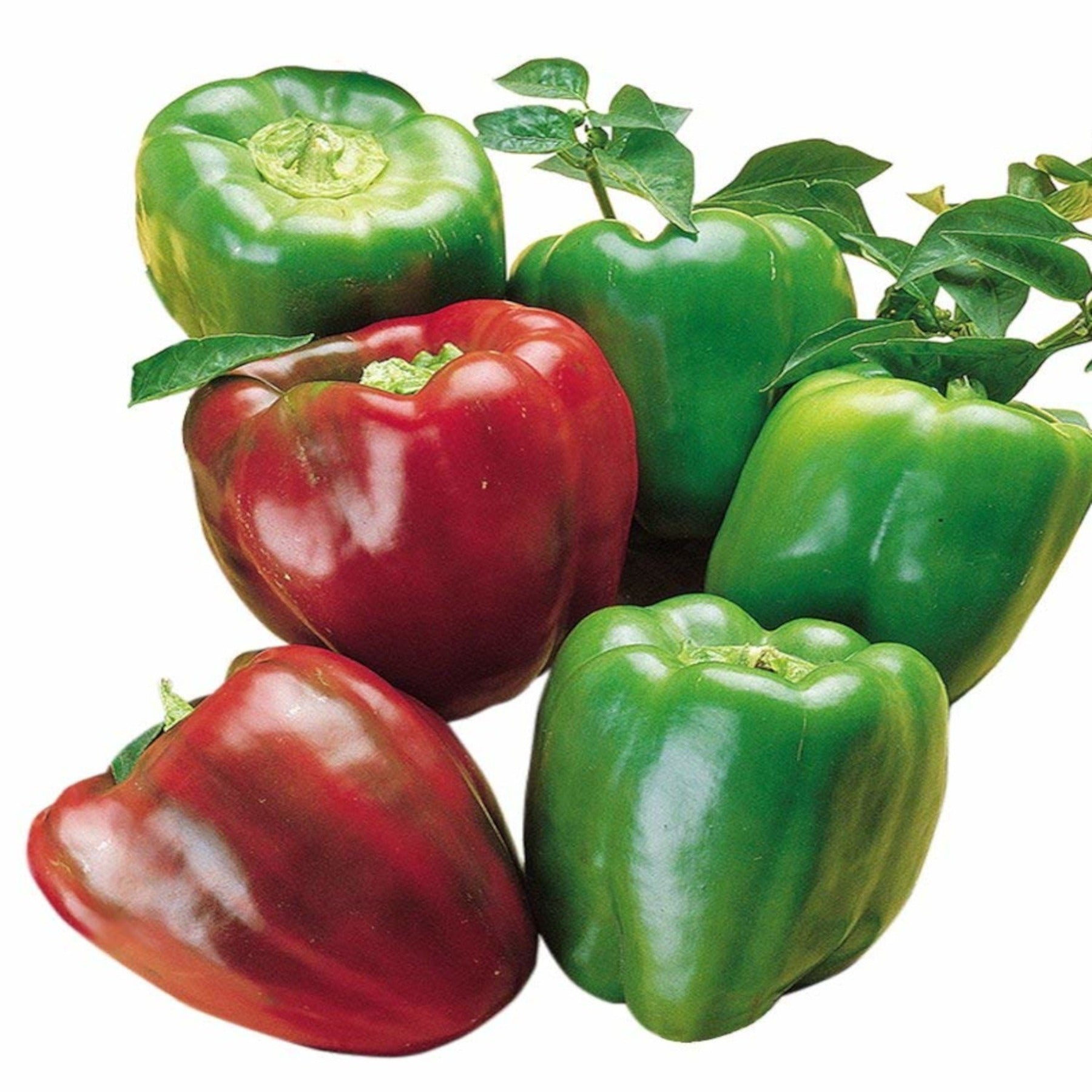 California Wonder Sweet Bell Pepper Heirloom Seeds - LUMBRI WORMS ...