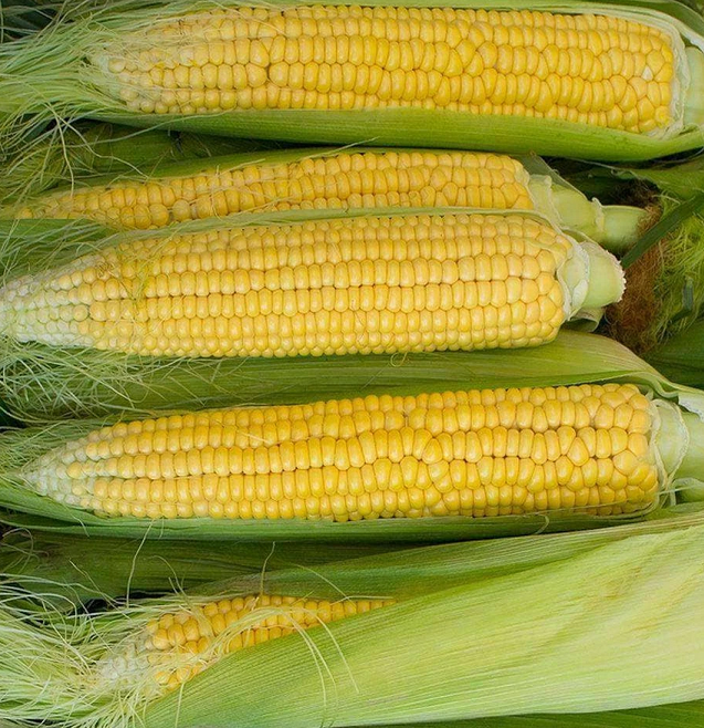 Golden Bantam 12 Row Untreated Heirloom Sweet Corn Seeds - LUMBRI WORMS ...