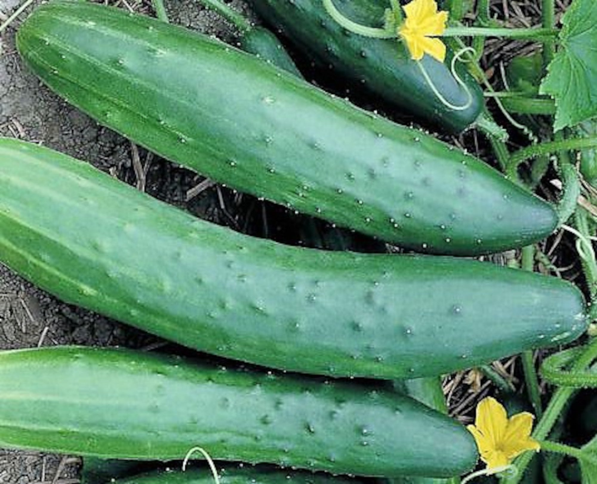 Cucumber, Garden Sweet Burpless Seeds – LUMBRI WORMS & GARDEN, LLC