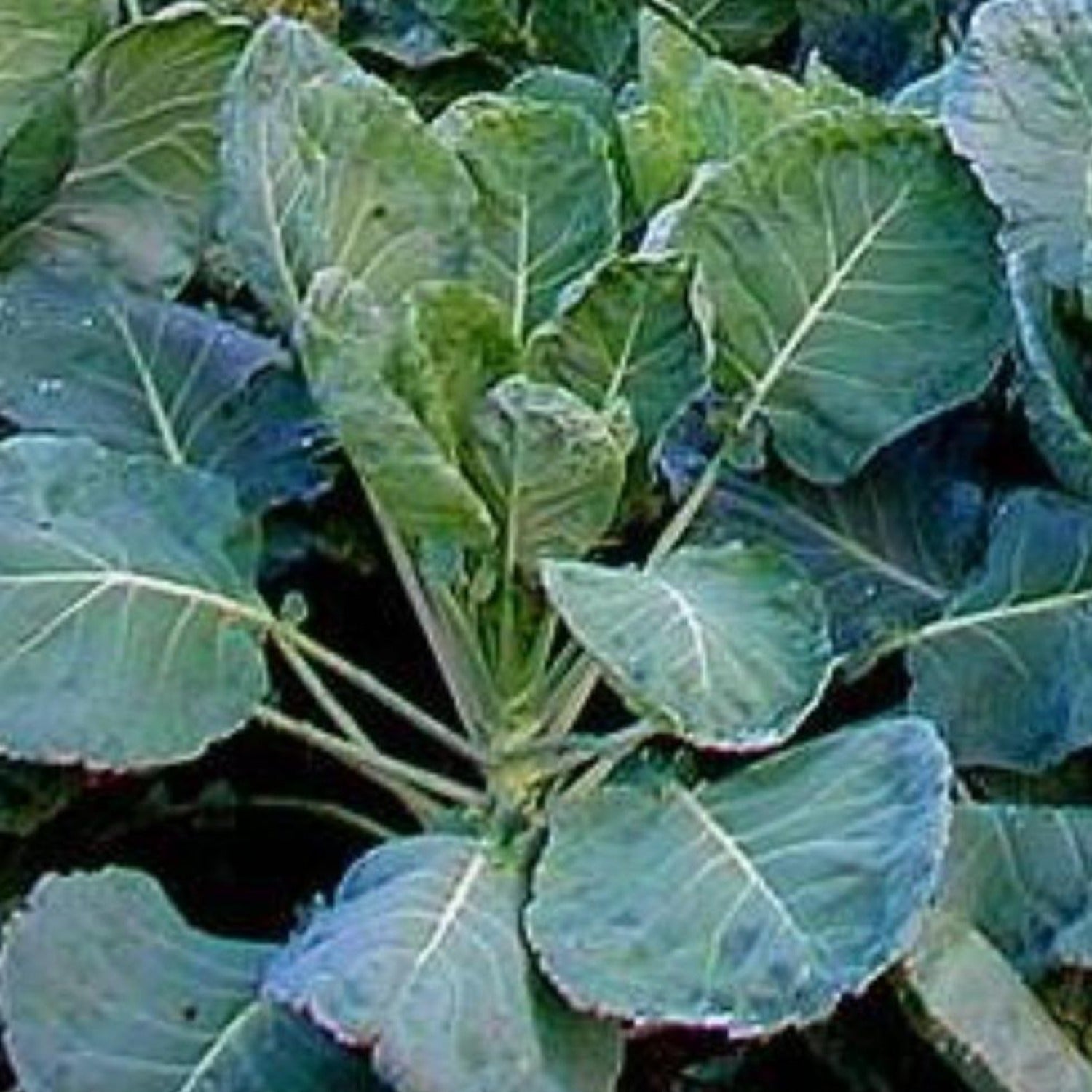 Collard Greens, Georgia Southern Creole Seeds - LUMBRI WORMS & GARDEN, LLC