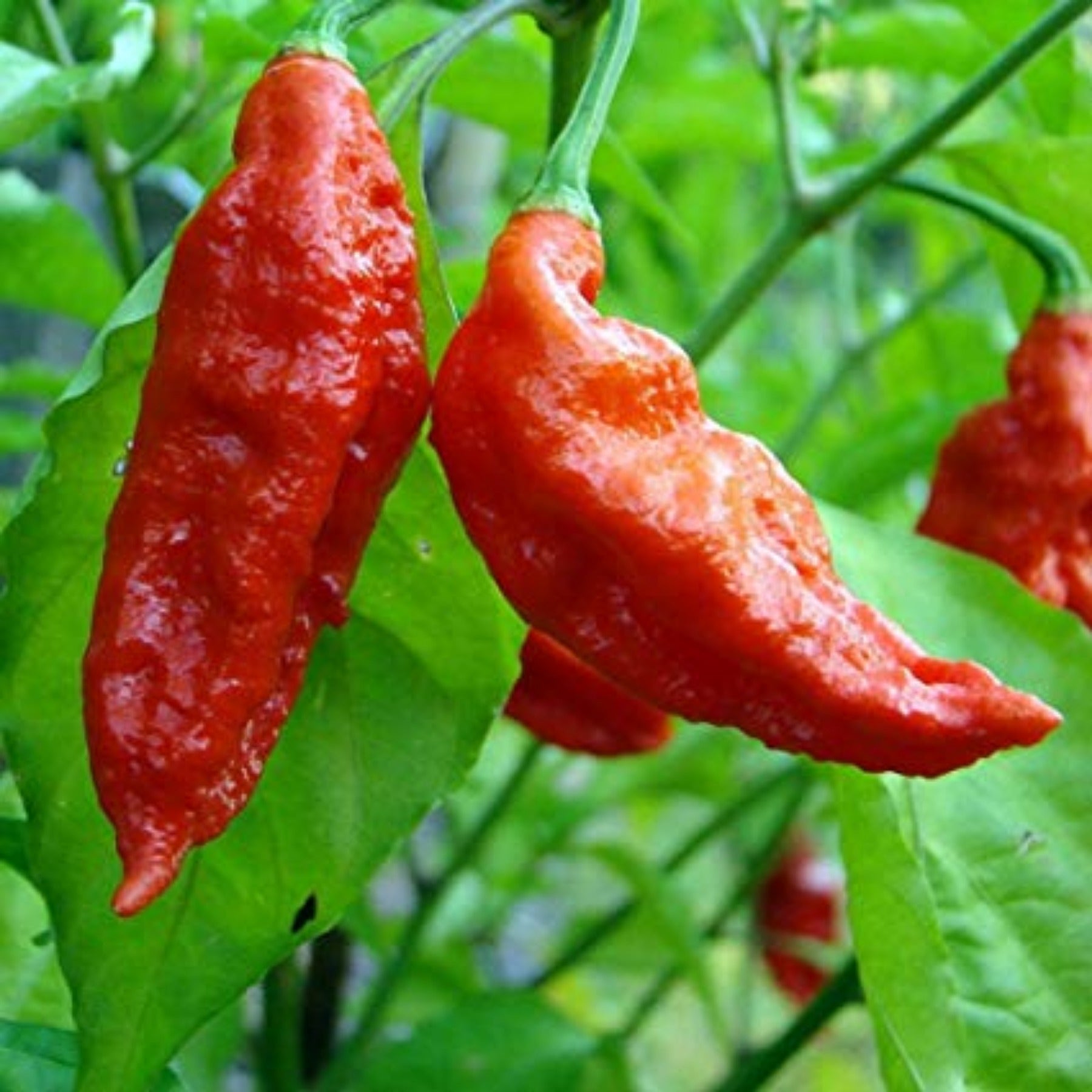 Ghost Extreme Hot Pepper Seeds – LUMBRI WORMS & GARDEN, LLC