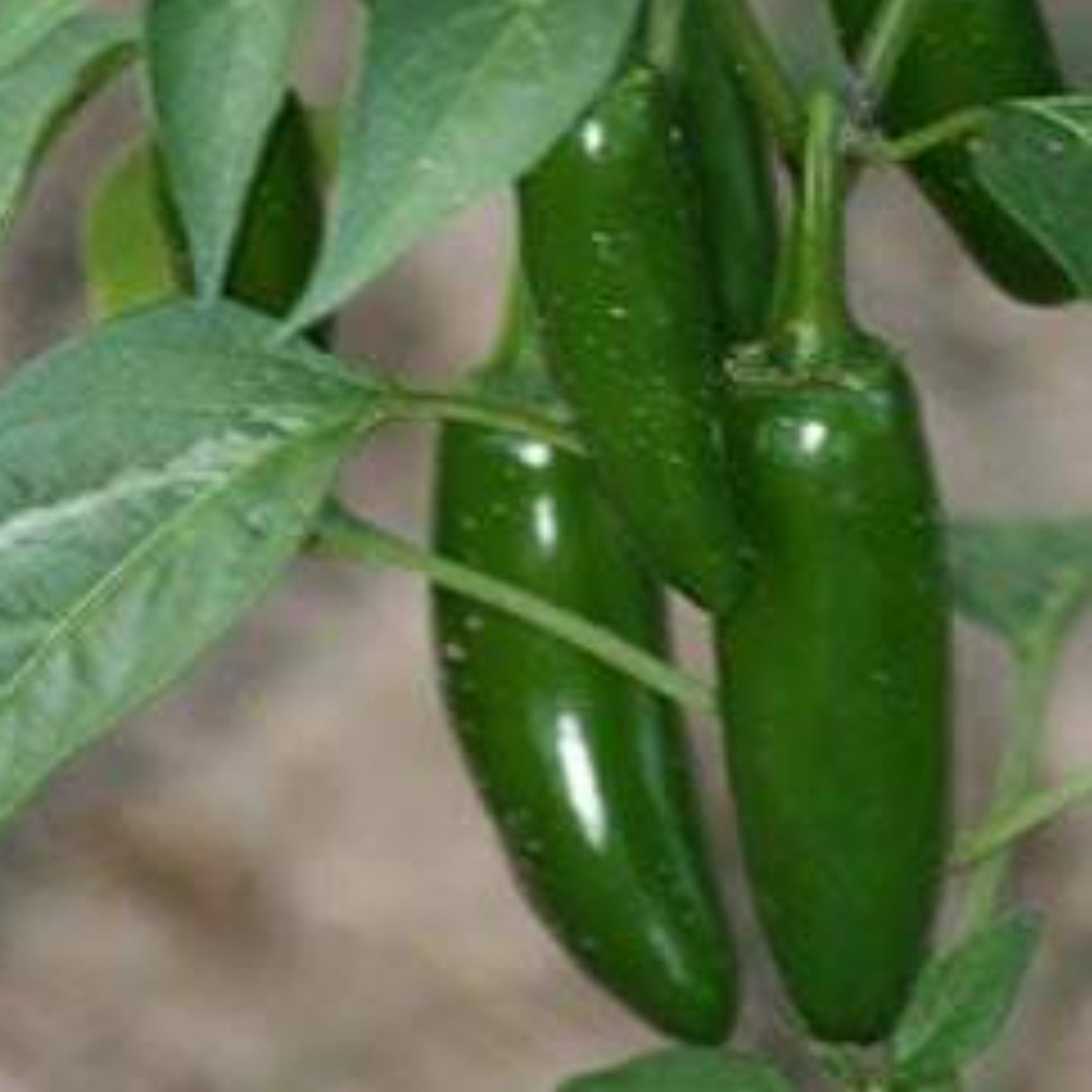 Hatch Valley Grown Jalapeno Hot Pepper Seeds - LUMBRI WORMS & GARDEN, LLC