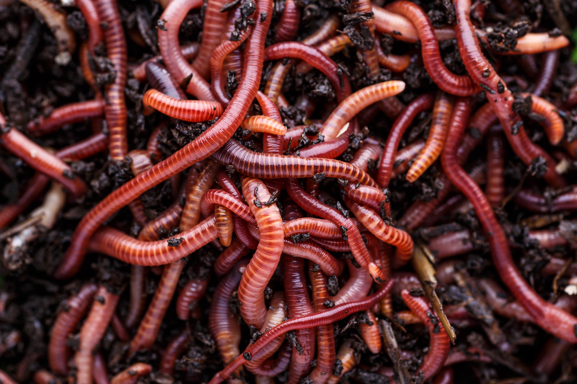 Premium Composting and Bait Worms – LUMBRI WORMS & GARDEN, LLC