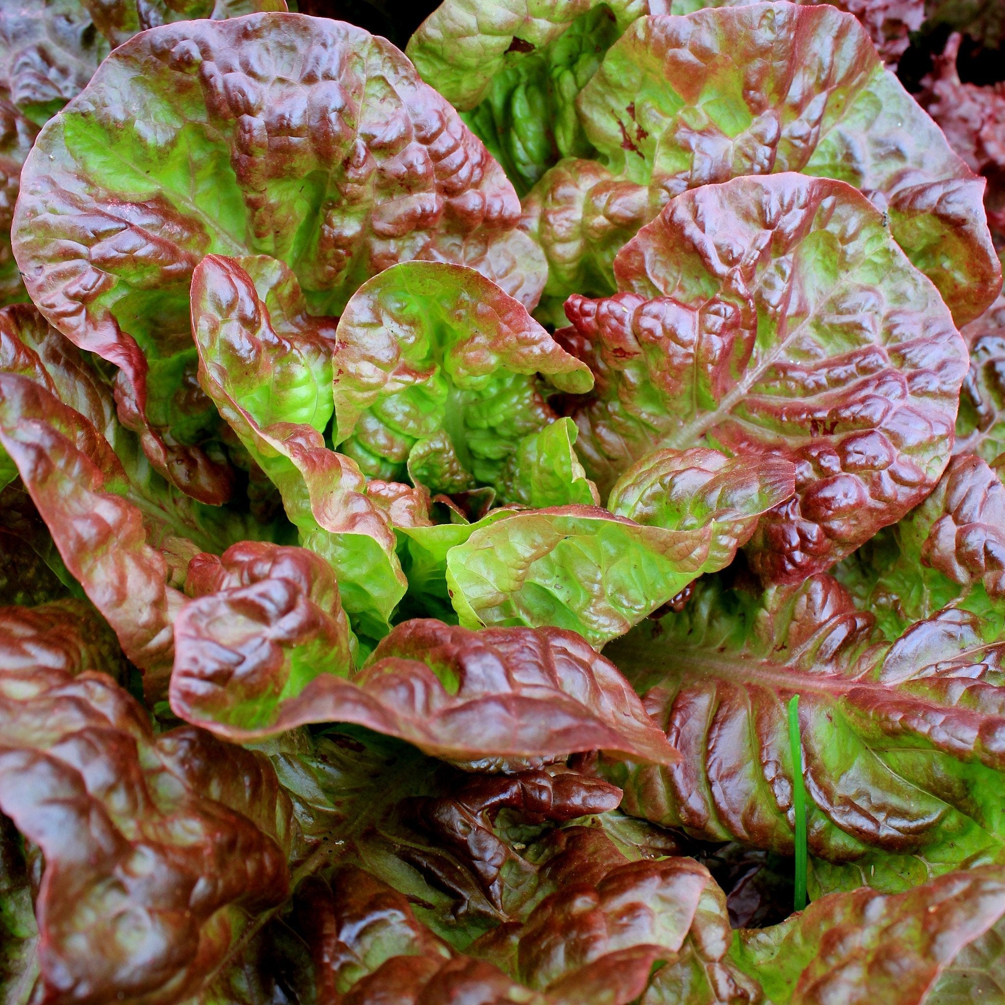 Ruby Red Lettuce Seeds – LUMBRI WORMS & GARDEN, LLC
