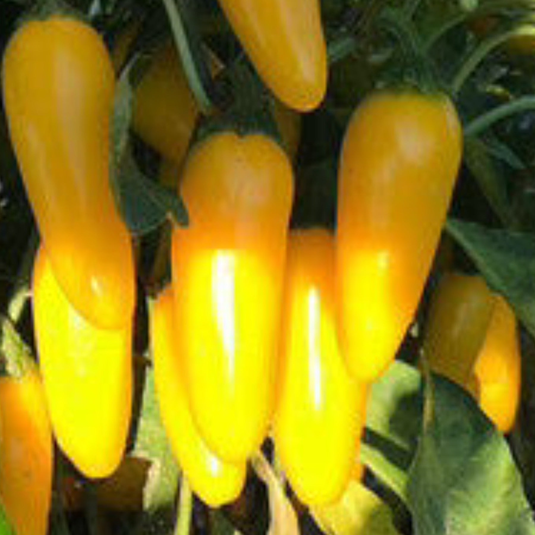 Hatch Valley Grown Yellow Jalapeno Hot Pepper Seeds – LUMBRI WORMS ...